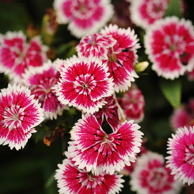 Dianthus Floral Lace Series Flower Seeds - Picotee - 100 Seeds - Annual ...