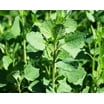 40 CONEHEAD THYME Thymus Capitatus syn. Thymbra Capitata Mediterranean ...