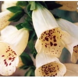 Seedville USA Dwarf Foxy Mix Foxglove, Digitalis Purpurea, 1000 Flower ...