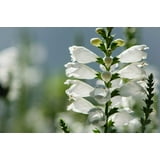 50 WHITE Showy OBEDIENT PLANT (False Dragon Head) Physostegia ...