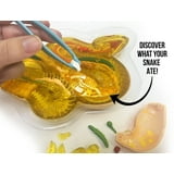 Dissect It Synthetic Lab Dissection Rattlesnake Stem Projects for Child ...