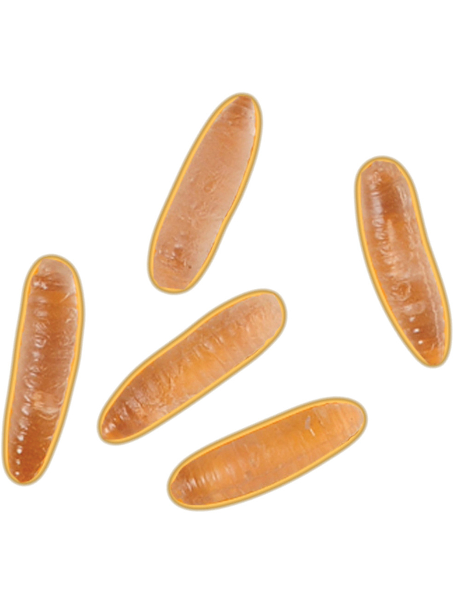 US Toy Glow In The Dark Maggots Gag Bug Insect Toy Decoration 5 Pack ...