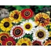 Robinson's Painted Daisy Chrysanthemum Flower Seeds, 100 Mixed Colors ...