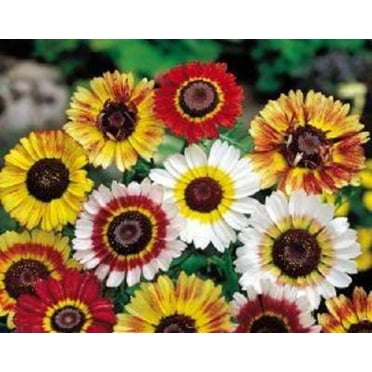 Robinsons Pyrethrum Daisy Mixture Seed - Sun Loving Perennial Flower ...