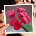 3drose, Macro Photograph of Crown of Thorns Flowers in Bloom., 6 ...