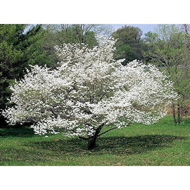 10 American WHITE FLOWERING DOGWOOD Small Tree Cornus Florida Southern ...