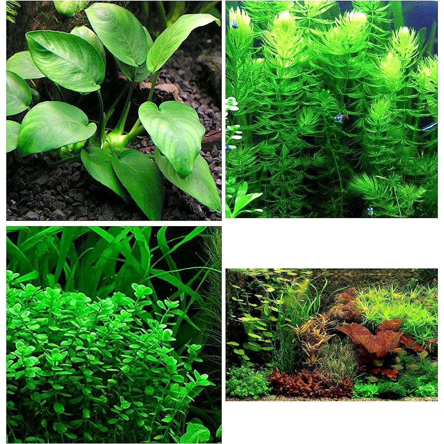 Bilot - 3 Different Types of Super Easy /Beginner Live Aquarium Plants ...