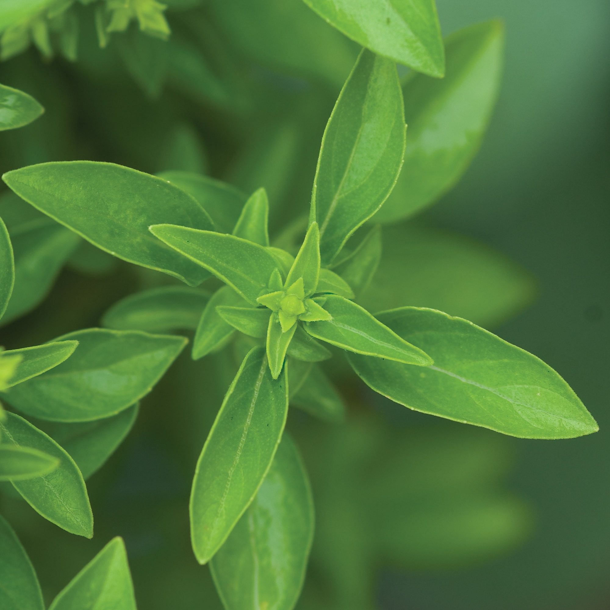 Burpee Complete Herb Garden Burpee Four Fabulous Herbs Starter Garden
