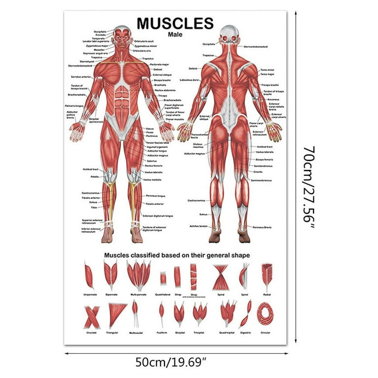Muscular System Diagram Front