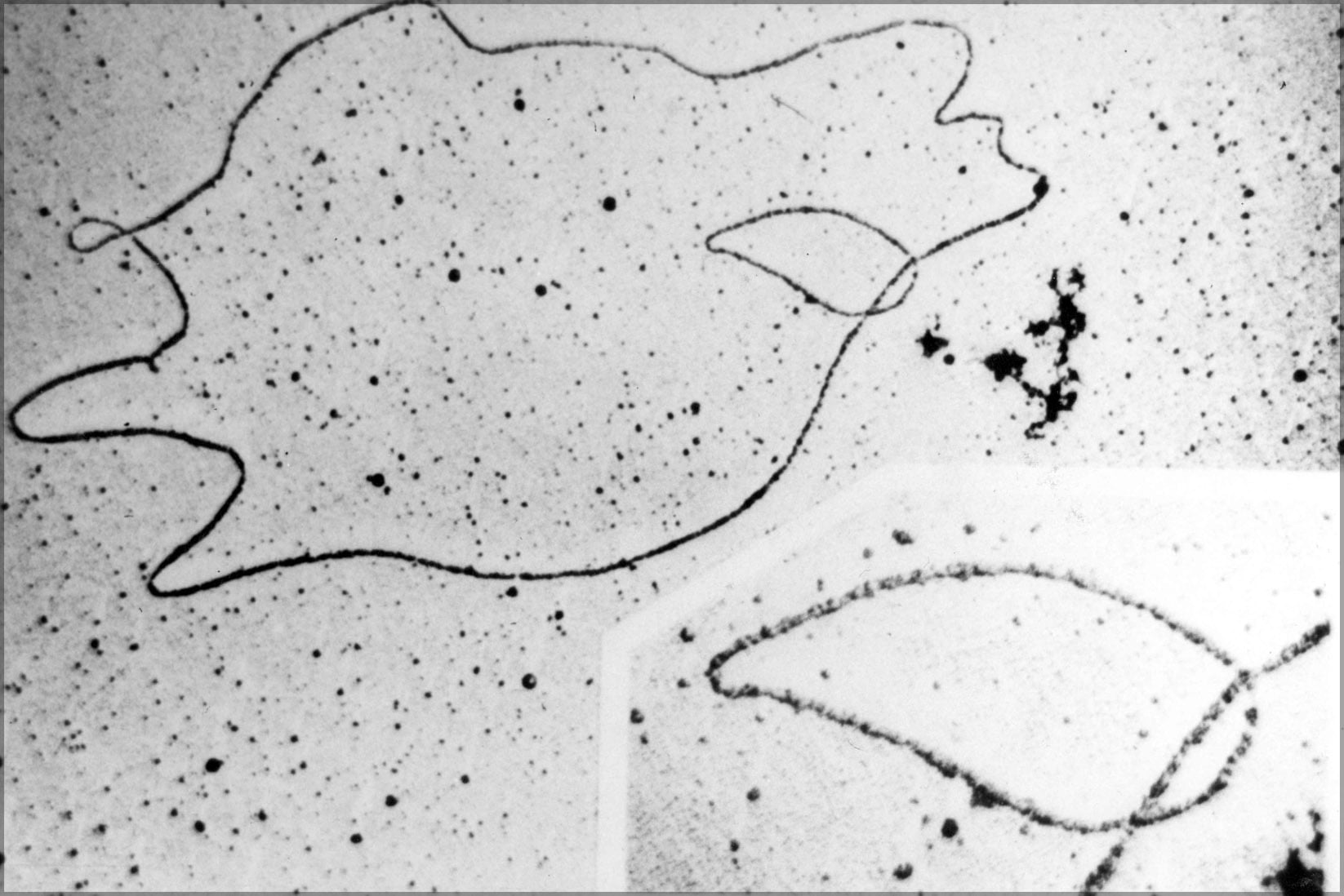 Human Dna Under Microscope