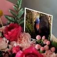 3drose, Papua New Guinea, Lae. Southern Cassowary Bird - Oc12 Bfr0008 ...