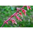 25 Hesperaloe Parviflora Red Yucca Seeds - Hummingbird, Coral, & Texas ...