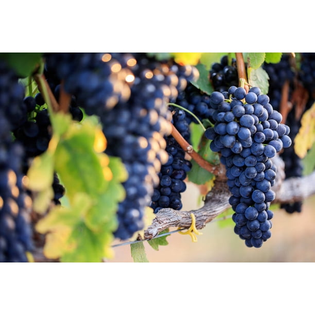 Rooting Grape Vines