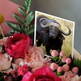 3drose, South Africa, Zulu Nyala Game Reserve, Zebra-af42 Len0076 ...