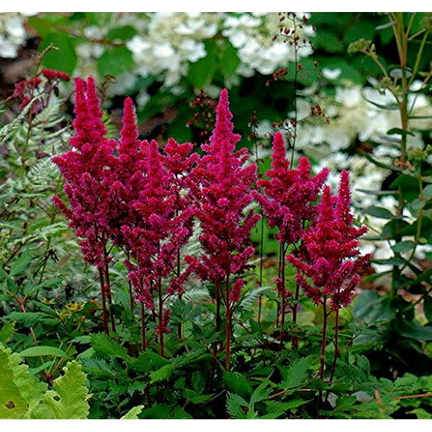 Visions in Red Astilbe - Shade Perennial - Live Plant -Quart Pot ...