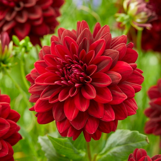 Flower Bulb Catalogues