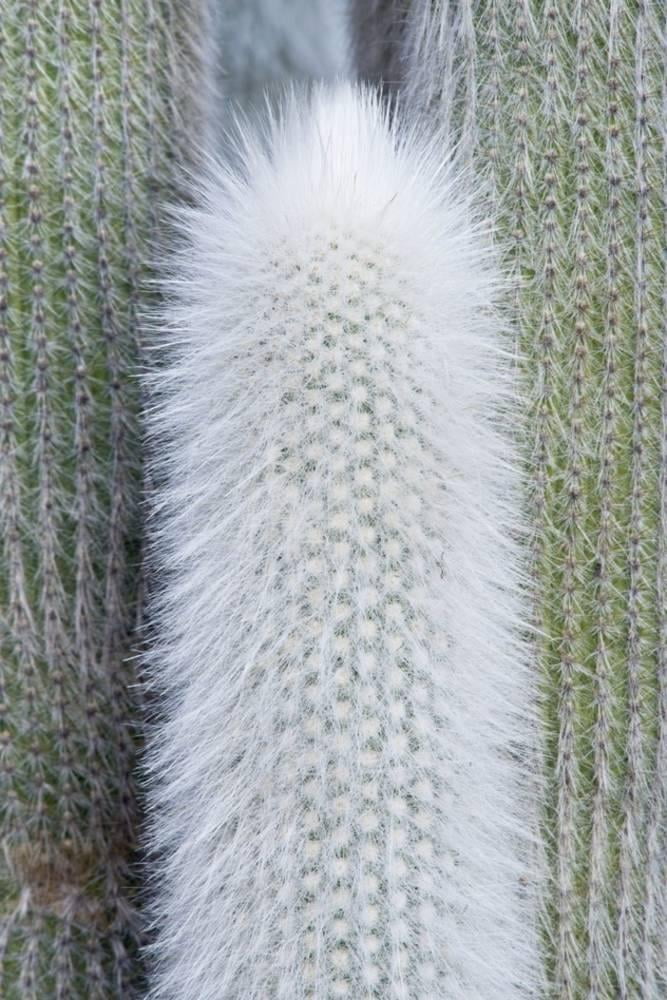 Old Man Cactus Cephalocereus Senilis, Unframed Photographic Print Wall ...
