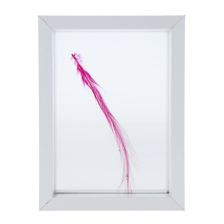 Double -sided Glass Specimen Frame ,DIY Plant Insect Wood Frame, Shadow ...