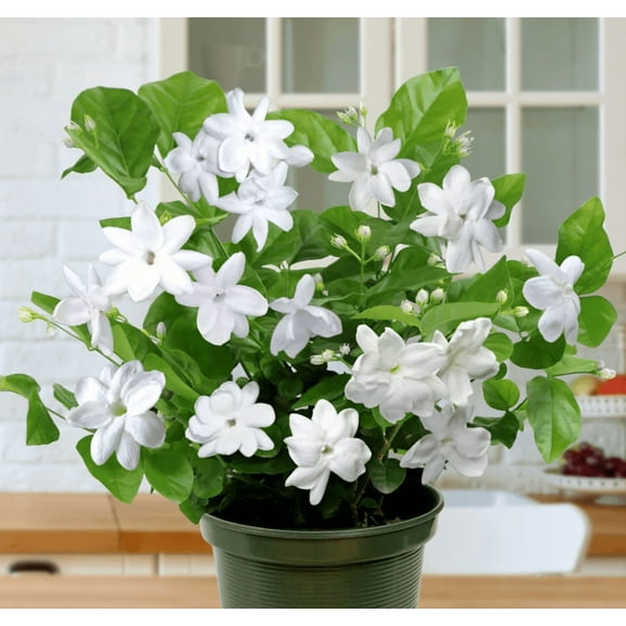 Grand Duke of Tuscany Jasmine Live Plant, Blooming Jasmine Plant Live ...