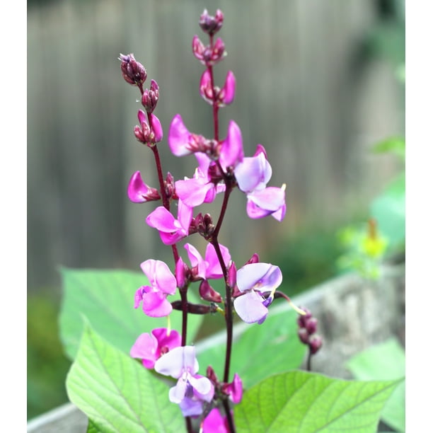 Earthcare Seeds - Hyacinth Bean 15 Seeds (Dolichos Lablab Purpureus ...