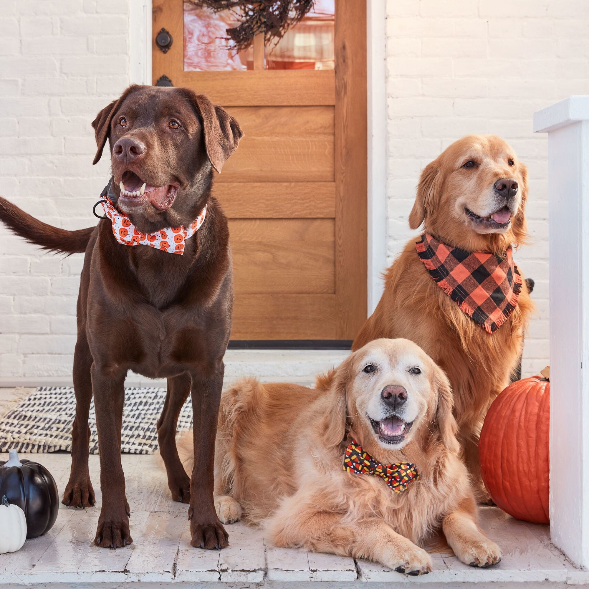 Chocolate Labrador Golden Retriever Mix