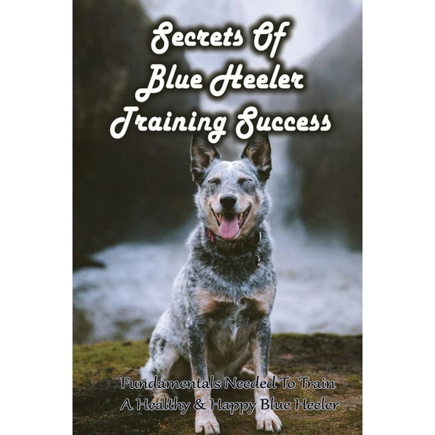 How Do You Raise A Blue Heeler Puppy