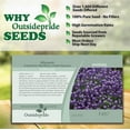 Outsidepride Alyssum Violet Queen Flower Seed - 10000 Seeds - Walmart.com