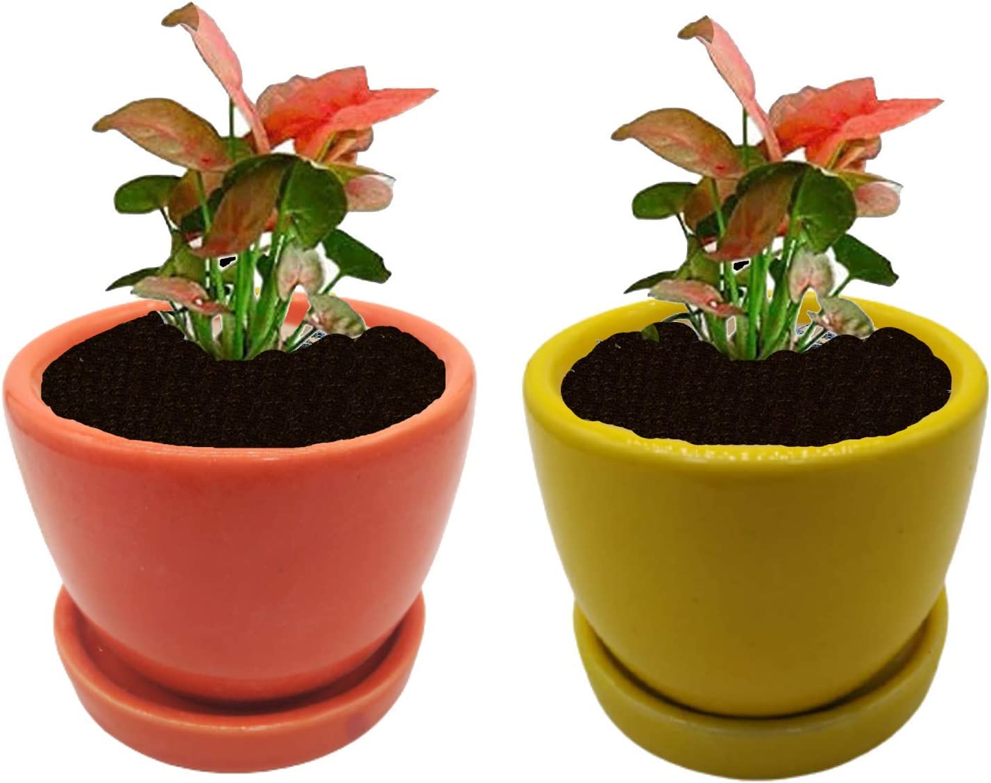 India Meets India Cup Plate Ceramic Flower Pot Planter Indoor Outdoor ...