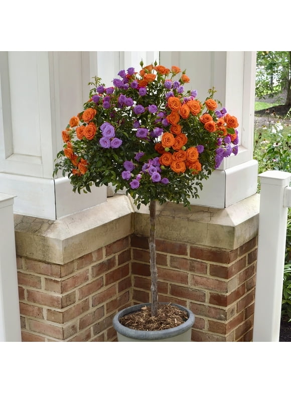 Rose Bushes in Garden Bushes - Walmart.com