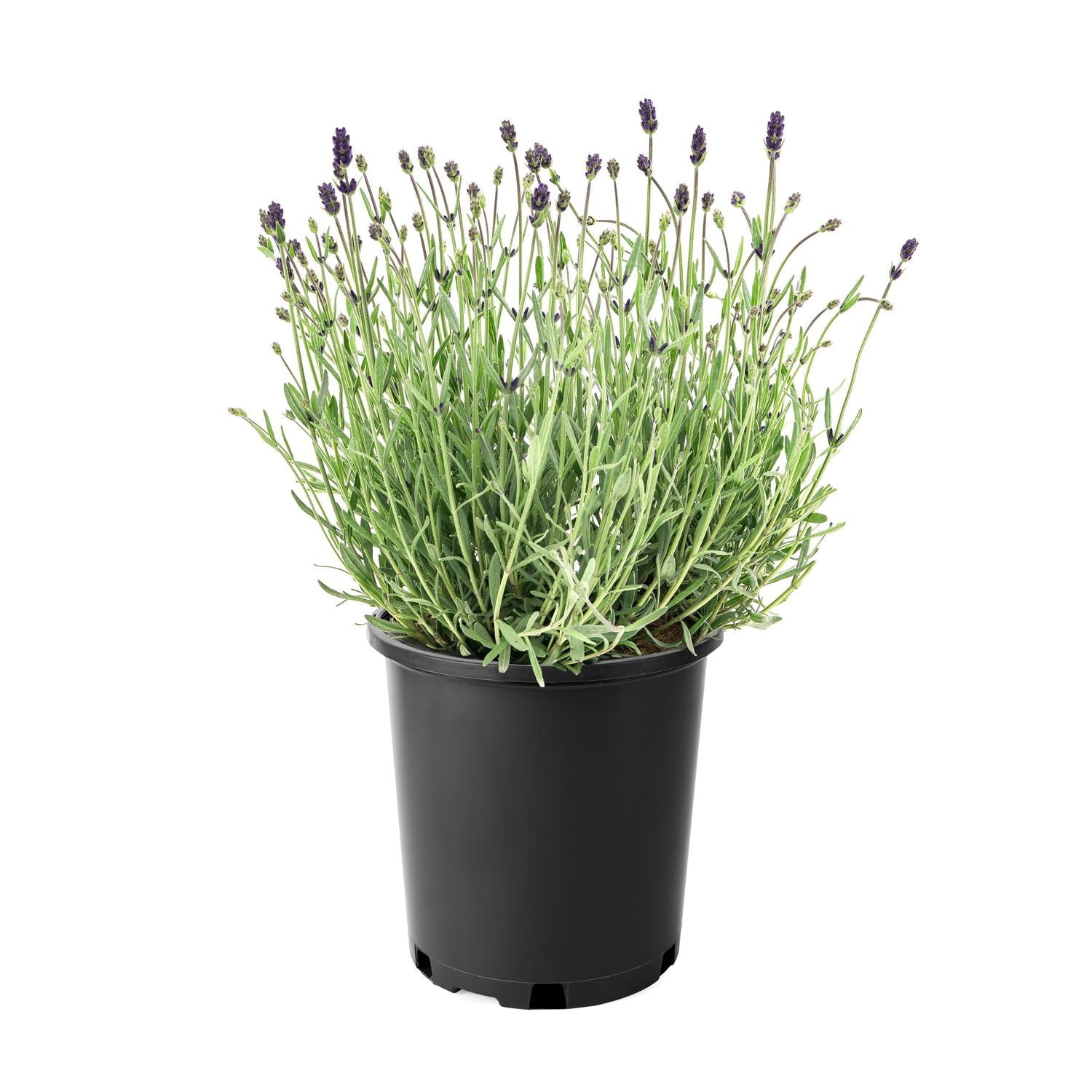 Click here for Landscp Essentials 2 Gallon (7.5l) Essence Purple... prices