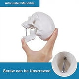 Mini Human Skull Model, 3 Parts Anatomical Skull Model with Removable ...