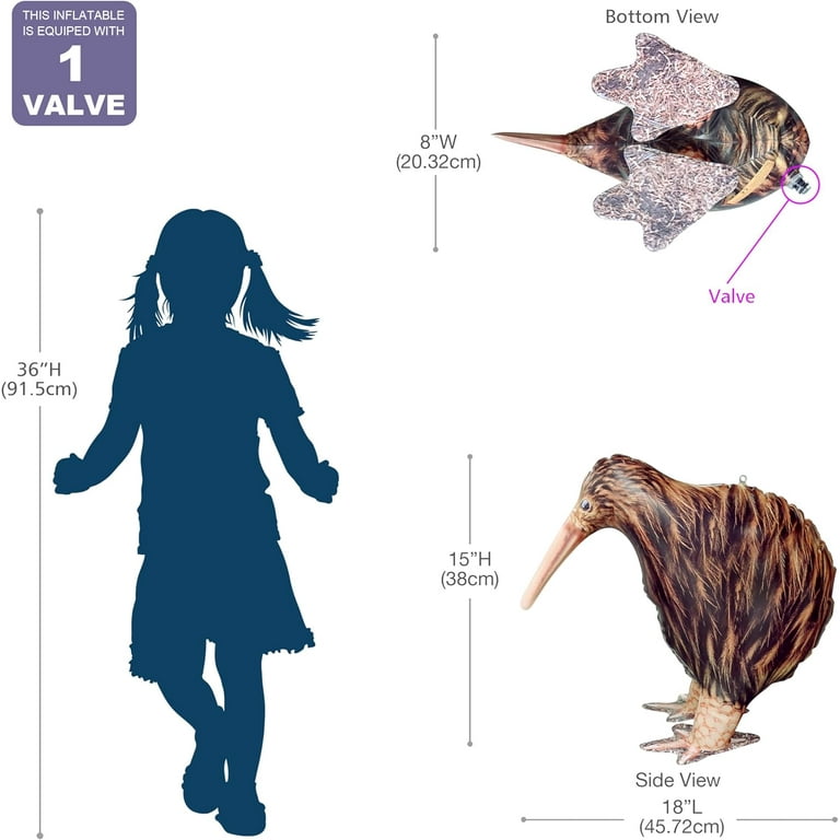 Kiwi Bird Anatomy Anatomy Of A Kiwi Bird