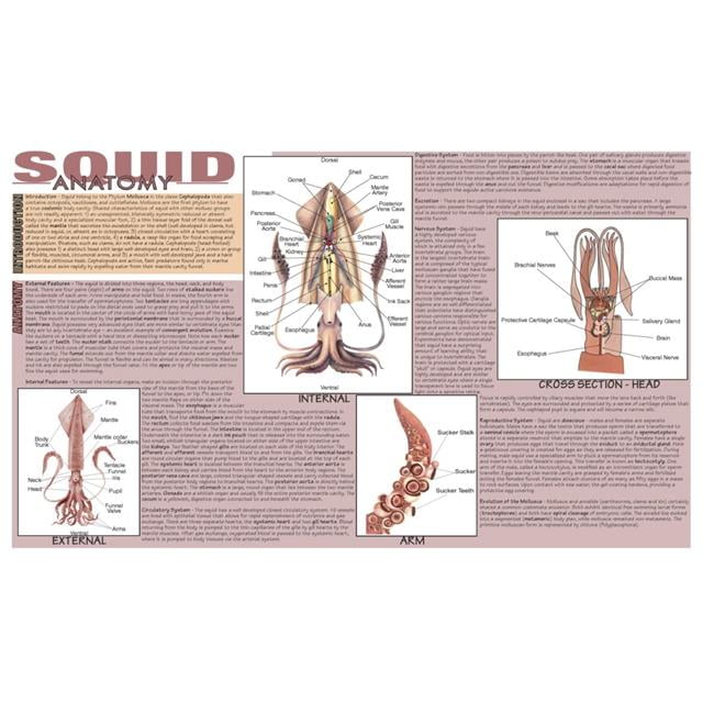 Squid Dissection