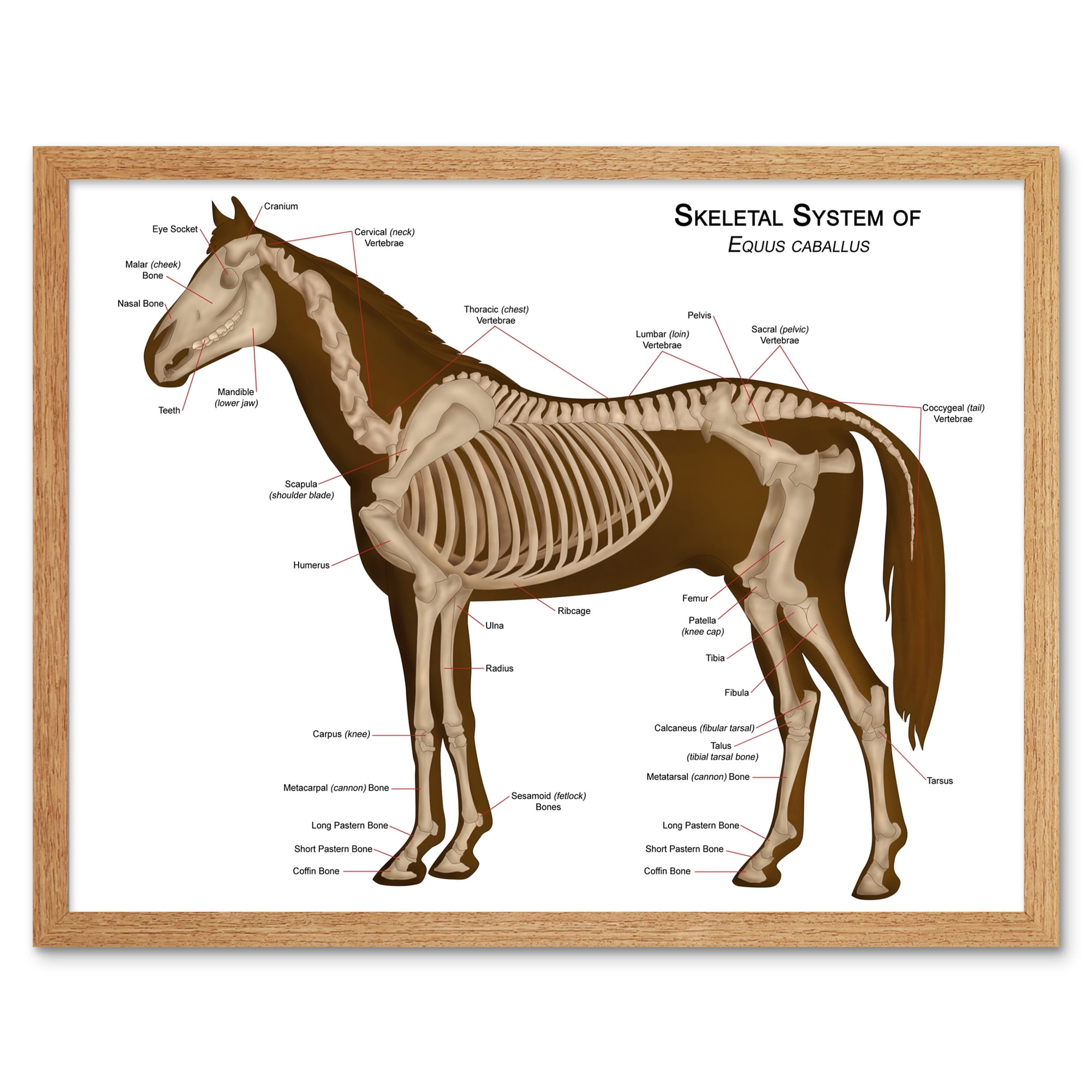 Skeletal System of Equine Veterinary Anatomy Chart Horse Animal Bones ...