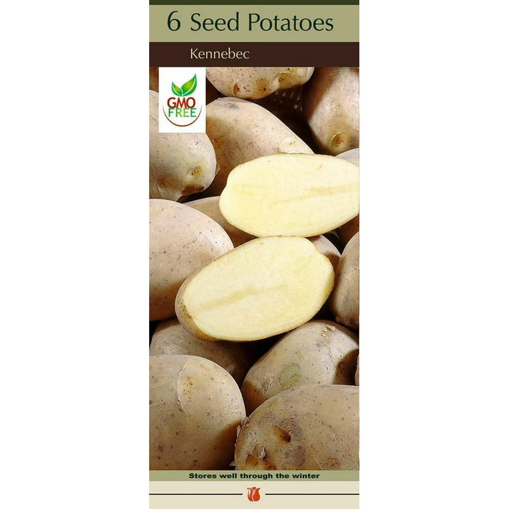 Kennebec Potato 6 Certified Seed Tubers