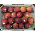 Fresh Mangoes, Each - Walmart.com