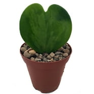 St. Joseph's Coat Plant - LIVE Variegated Alternanthera 'White Carpet ...