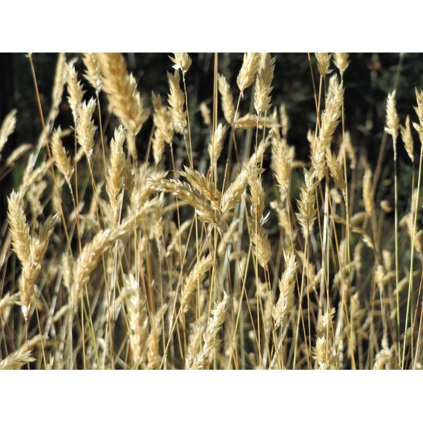 150 SWEET VERNAL GRASS Sweet Grass Vanilla Grass Anthoxanthum Odoratum ...