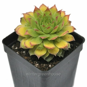 Lagger's Mini Hens & Chicks - Sempervivum - Very Hardy - 2.5" Pot ...