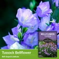 3 packs Tussock Bellflower Seed - Campanula Carpatica - Non-GMO ...
