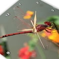 3drose, a Close up of a Red Dragonfly Resting on the End of a Yukka ...