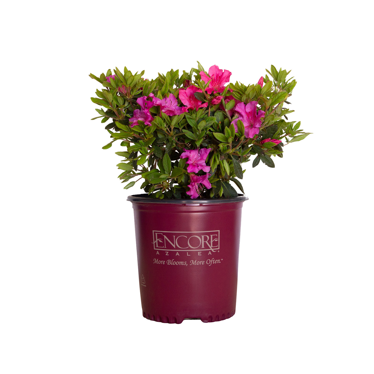 Encore Azalea Autumn Sangria (2 Gallon) Pink Flowering Shrub - Full Sun ...