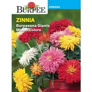 50 Pack, Carousel Mix Zinnia Elegans, Bicolor Flower Seeds in Mixed ...