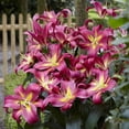 Van Zyverden Lilies Mammoth Tall Lilies Empoli Set of 7 Bulbs ...