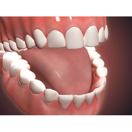 Medical illustration of human mouth open, showing teeth, gums and ...