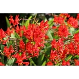 10 RED LUCIFER CROCOSMIA Crocosmia Masoniorum Flower Seeds - Walmart.com