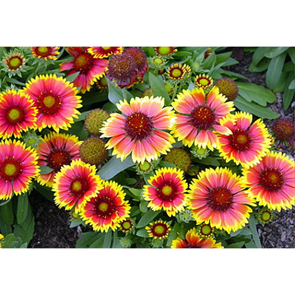 Arizona Sun Blanket Flower Perennial - Gaillardia - Hardy - Quart Pot ...