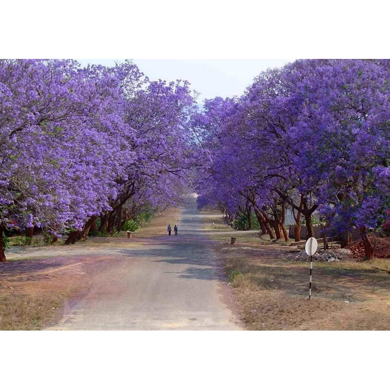Jacaranda Tree Growing Zone