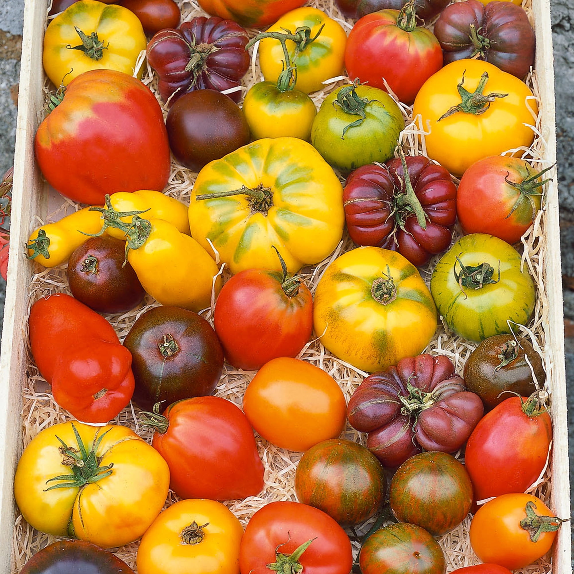 Heirloom Rainbow Blend Tomato Seeds - 1 Oz ~6800 Seeds - Non-GMO ...