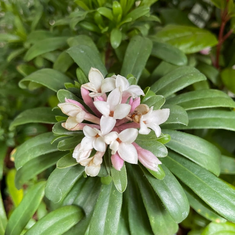 Daphne Transatlantica